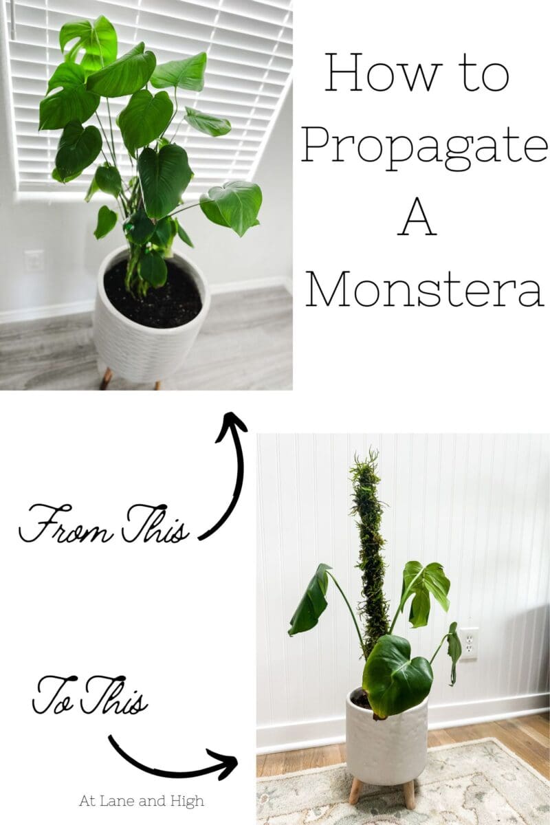 How to Propagate a Monstera