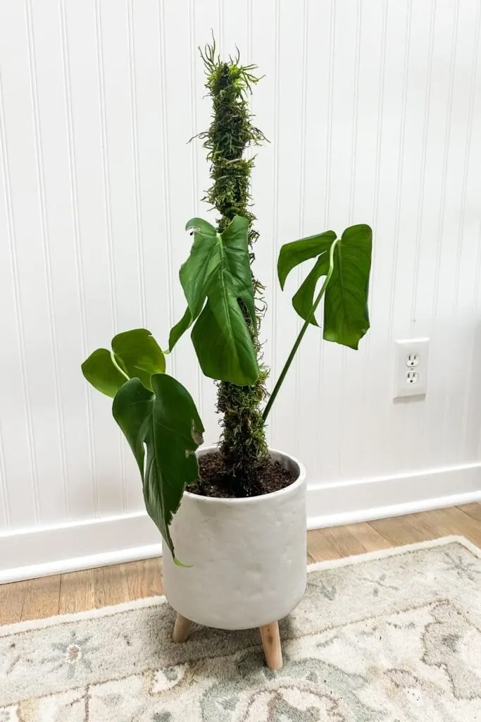 How To Make A Moss Pole For Your Indoor Plants