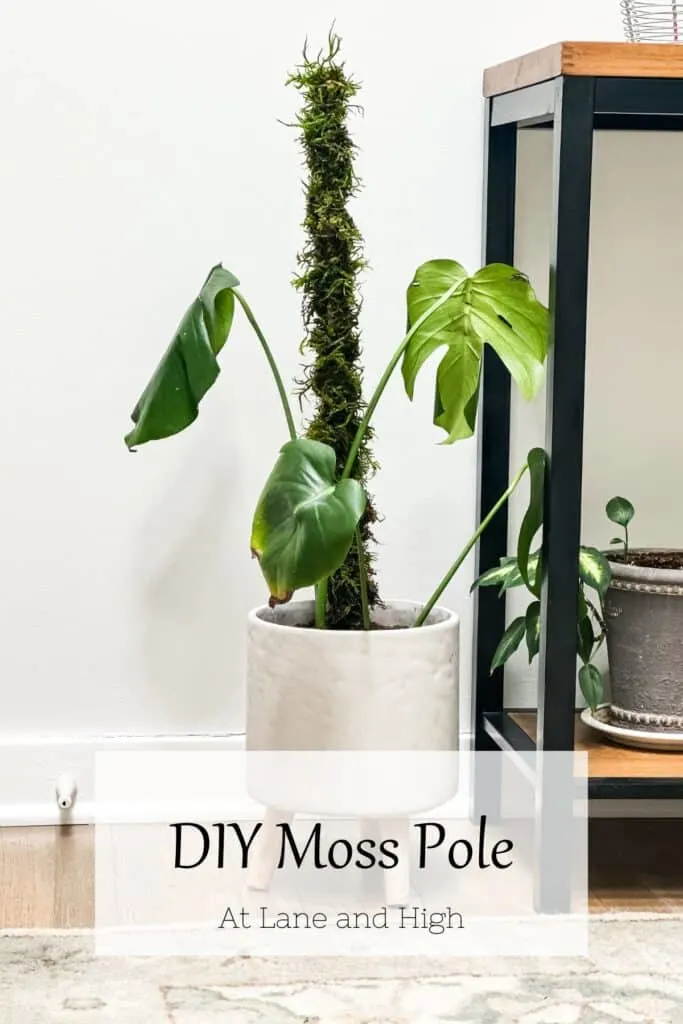 How To Make A Moss Pole For Your Indoor Plants
