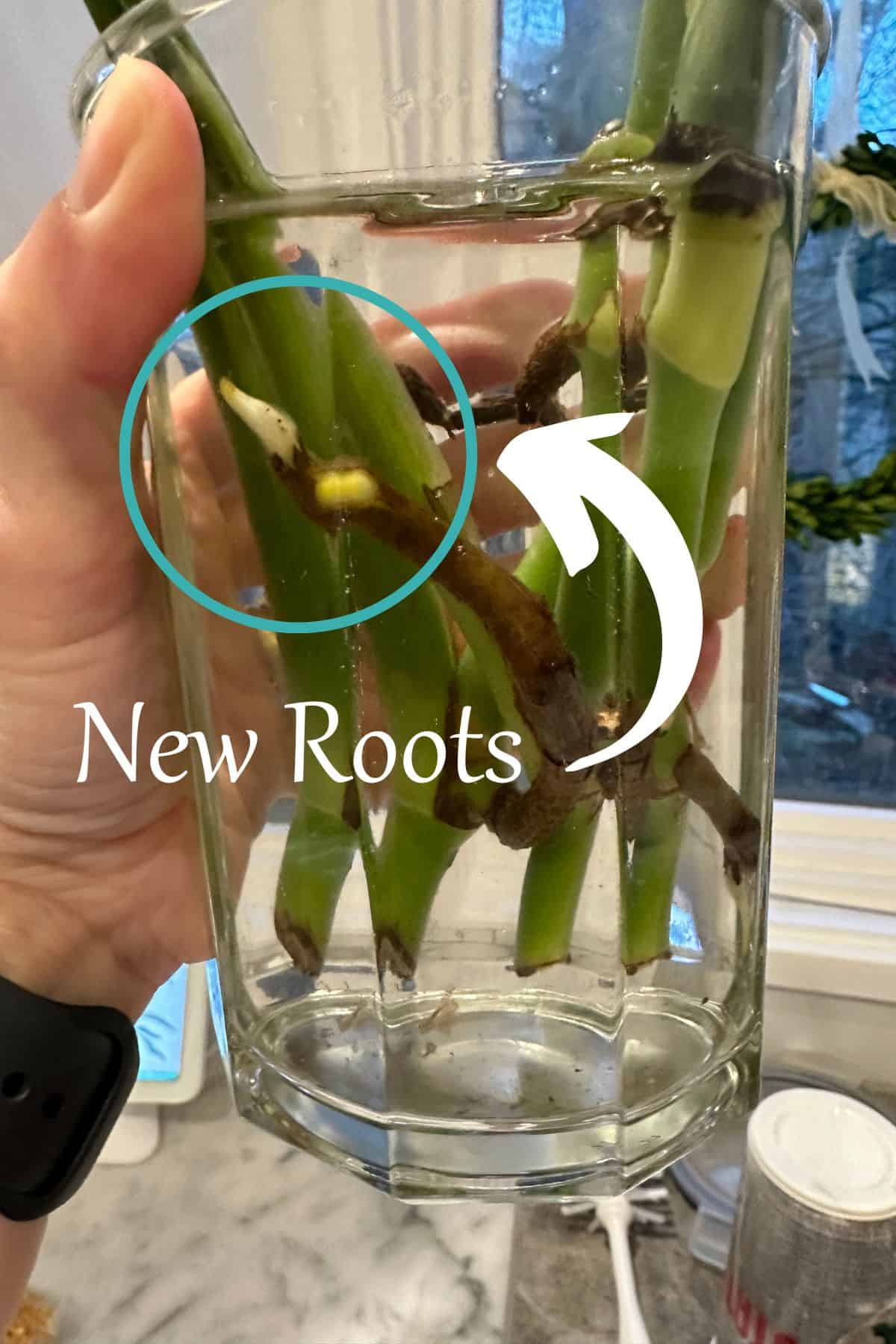 How to Propagate a Monstera