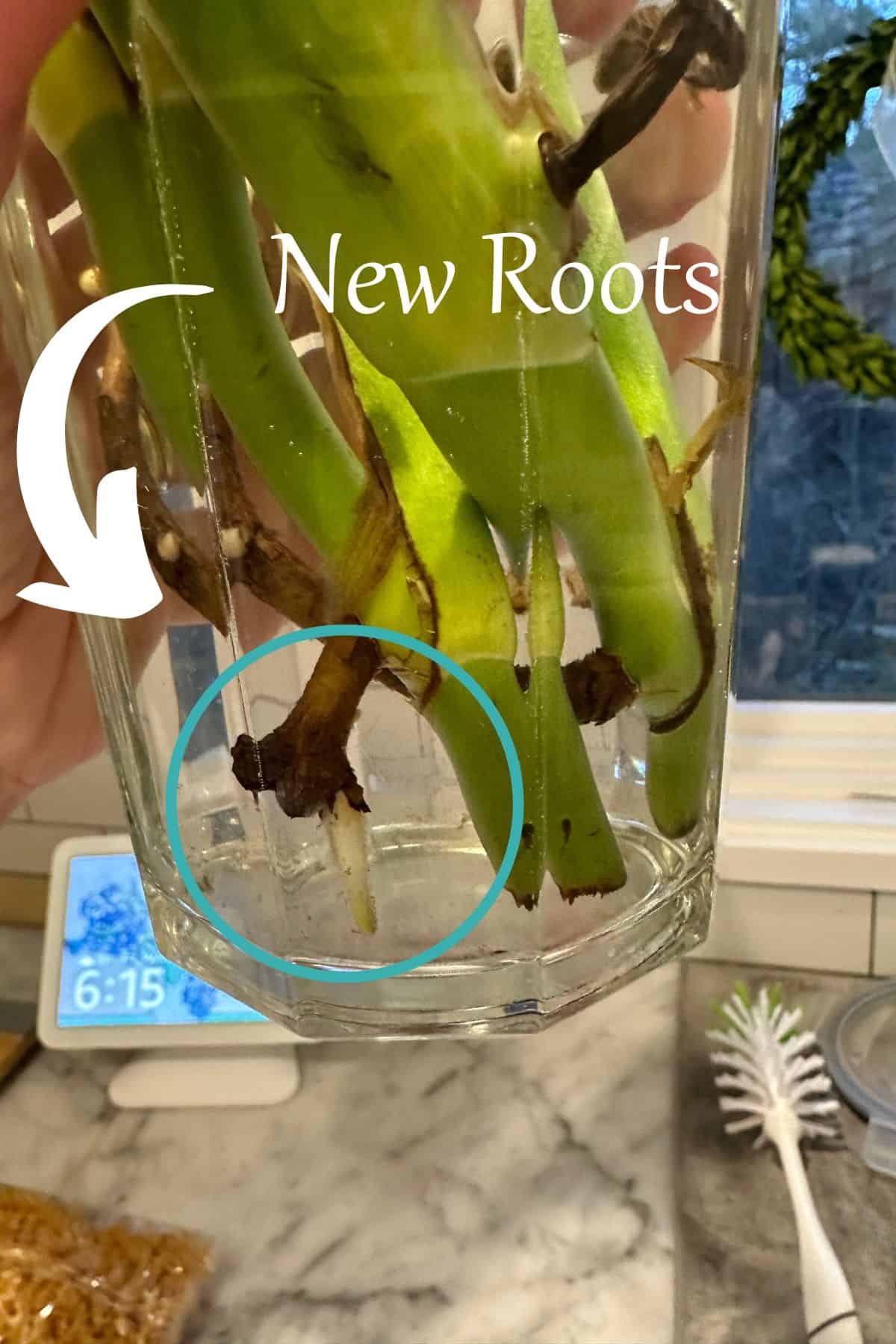 How to Propagate a Monstera