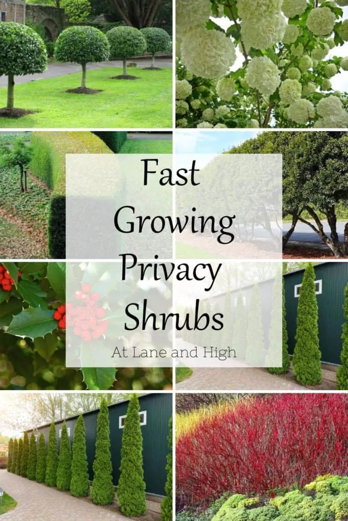 The 23 Best Fast Growing Shrubs for Privacy