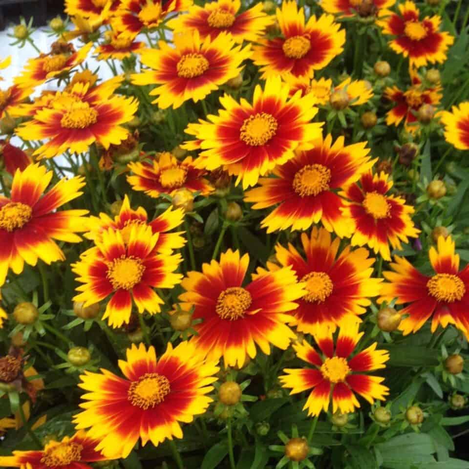 21 Full Sun Plants for Garden Beds