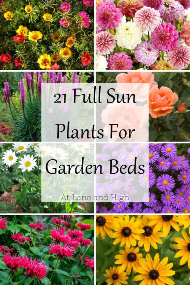 21 Full Sun Plants for Garden Beds