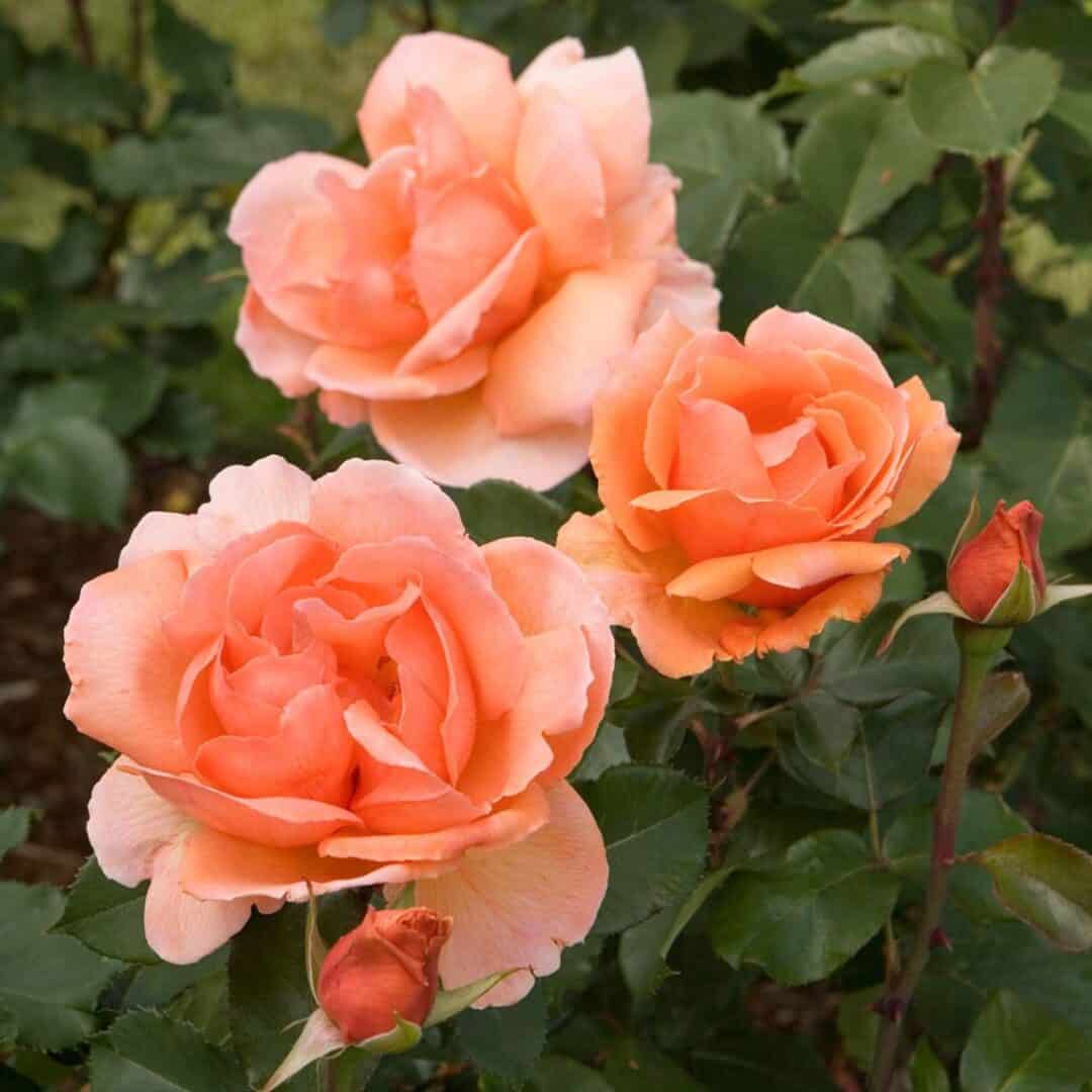 The 30 Best Fall Flowers to Plant in Your Autumn Garden